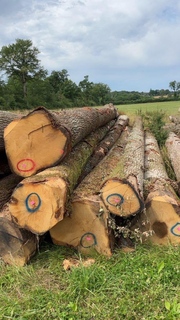 Logs – NORDIC WOOD GROUP